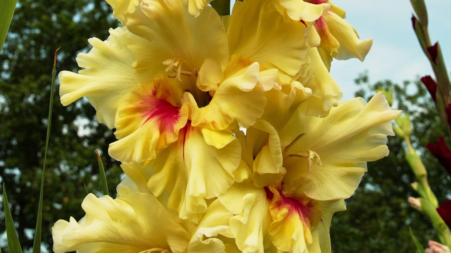13 Pretty Gladiolus Varieties to Plant This Spring