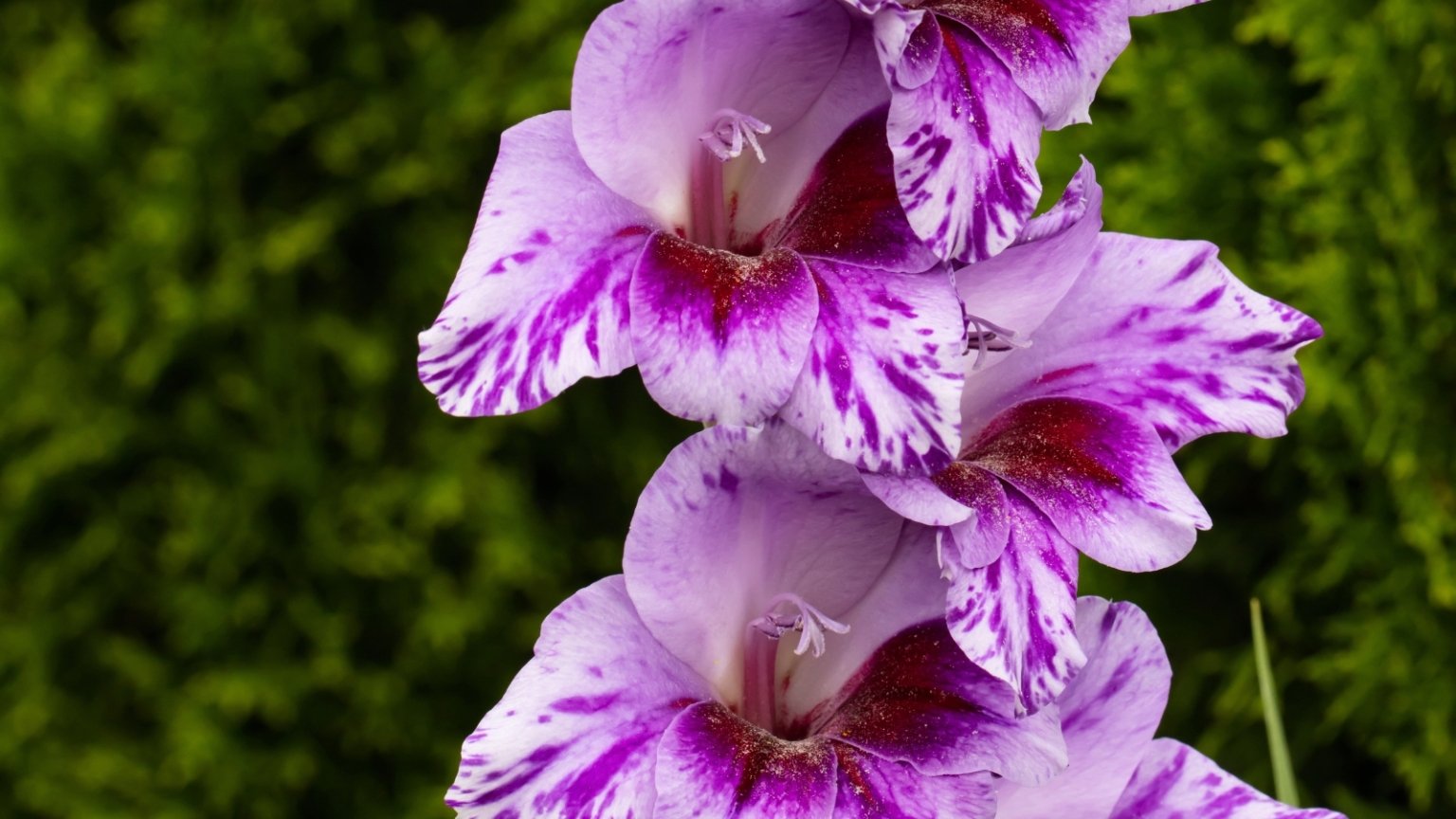 13 Pretty Gladiolus Varieties to Plant This Spring