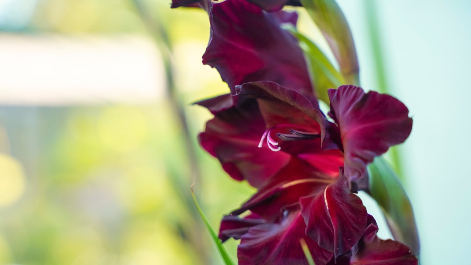 13 Pretty Gladiolus Varieties to Plant This Spring