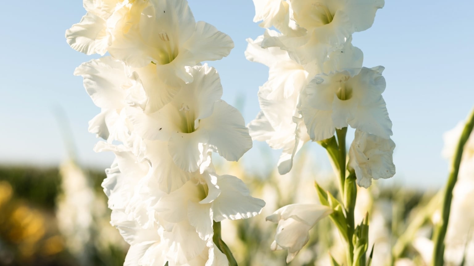 13 Pretty Gladiolus Varieties to Plant This Spring