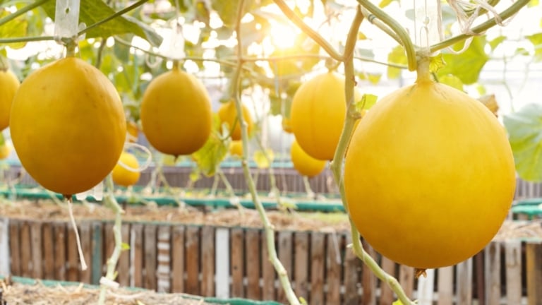 How to Plant, Grow, and Care for Honeydew Melons