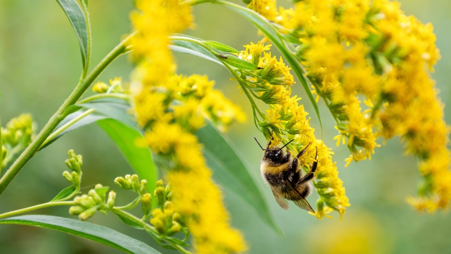 21 Plants That Grow in Poor Soil Conditions