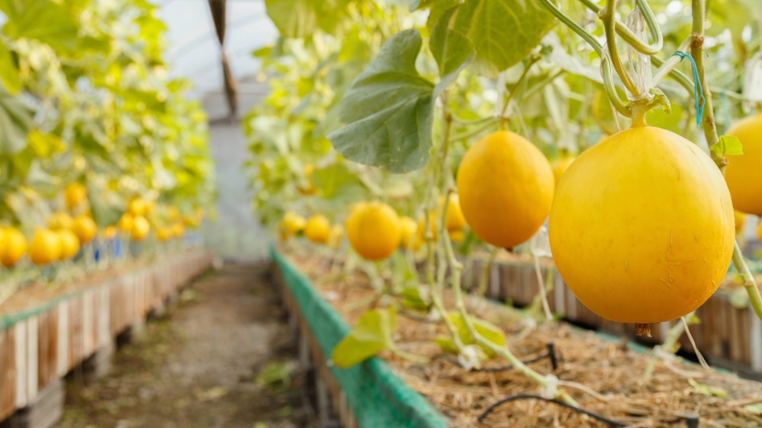 How to Plant, Grow, and Care for Honeydew Melons