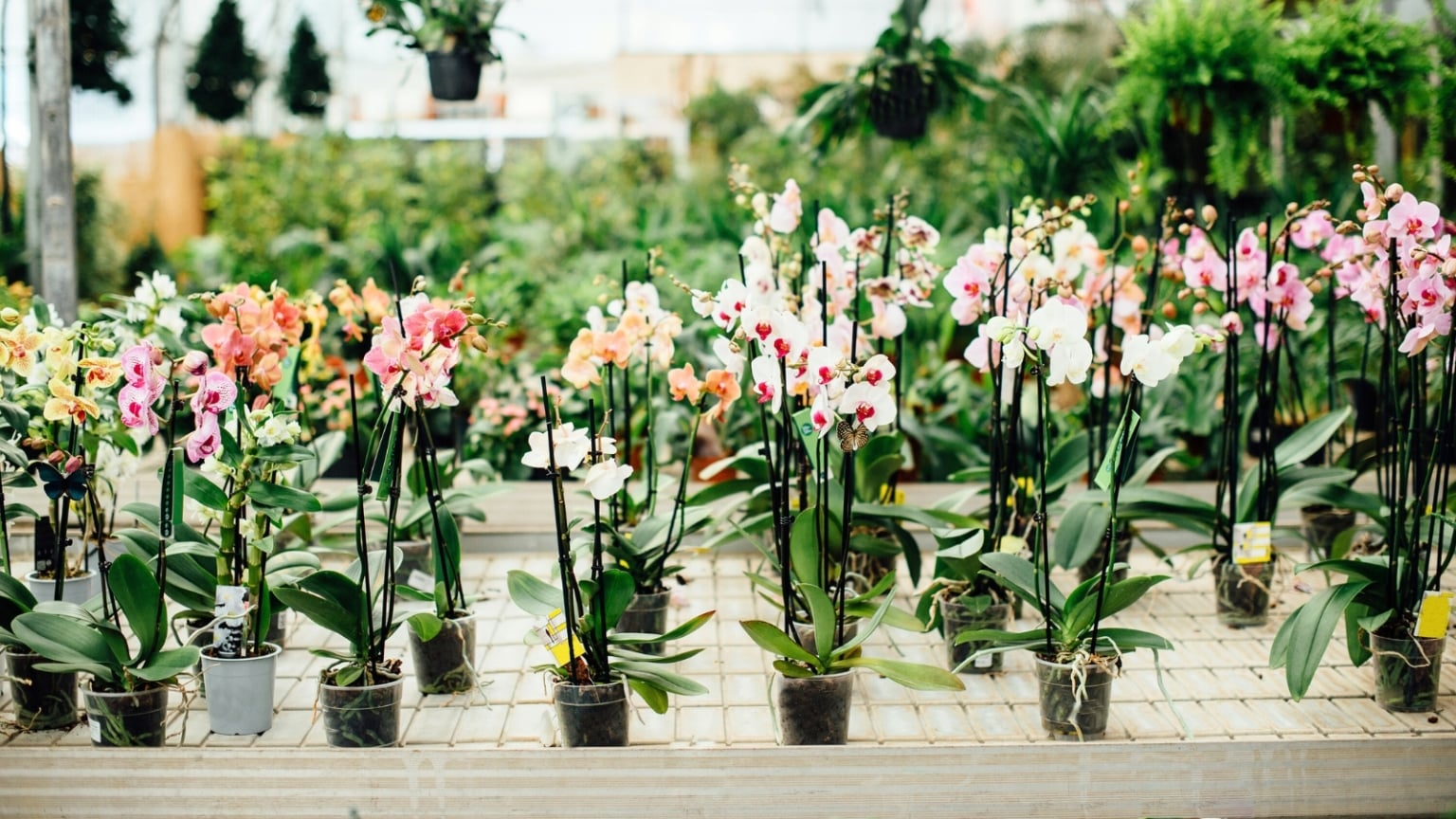 Types of Orchids: 47 Different Orchid Varieties With Names and Pictures