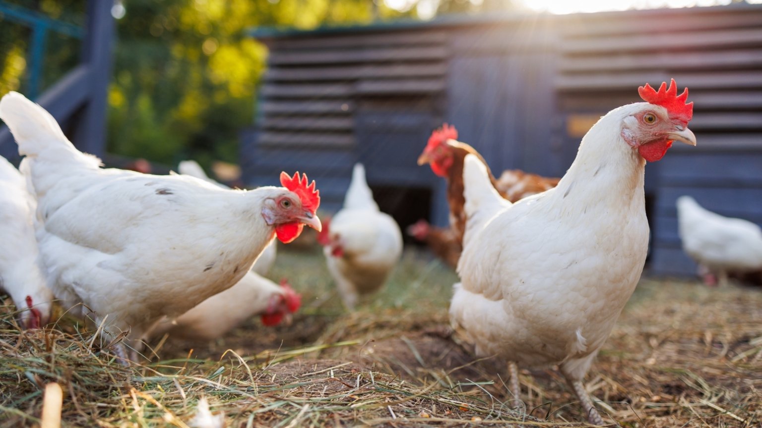 Raising Chickens for Eggs: The Ultimate Beginner’s Guide