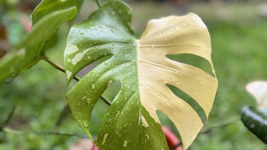 How to Plant, Grow, and Care For ‘Thai Constellation’ Monstera - Epic ...