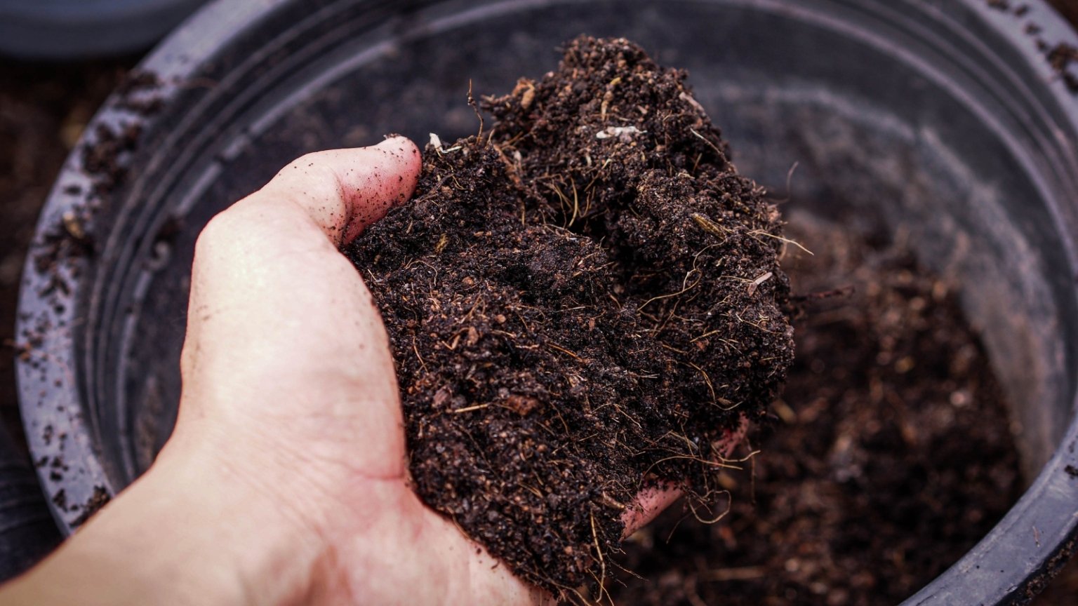 7 Tips for Growing Climbing Roses in Pots and Containers