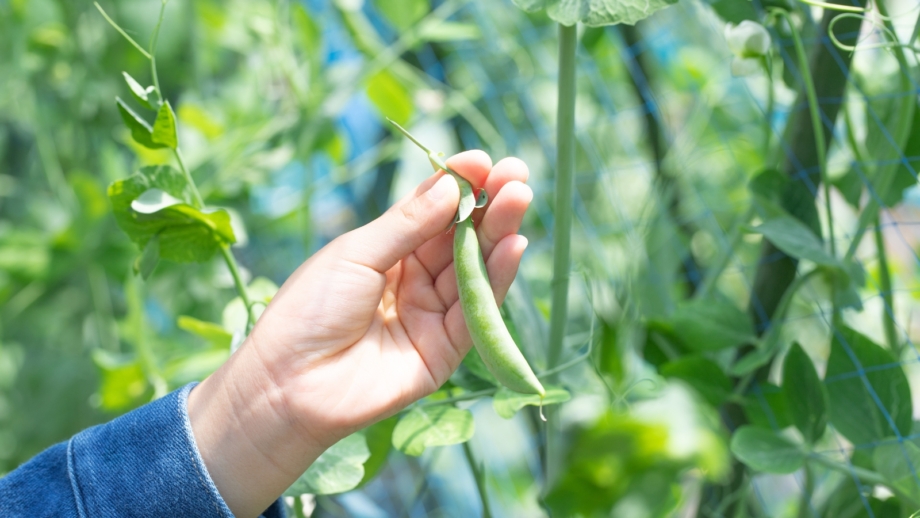 How to Plant, Grow, and Care for Green Beans