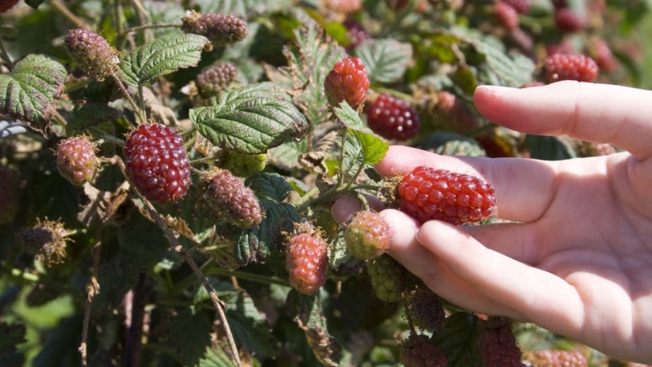 How to Plant, Grow, and Care for Tayberries
