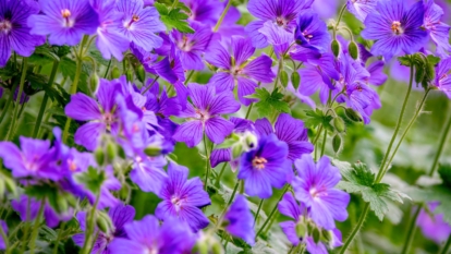 9 Award-Winning Geranium Varieties to Plant This Spring