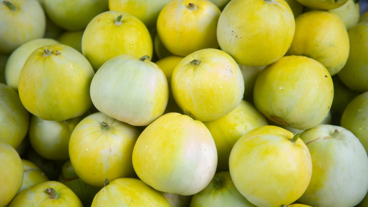 How to Plant, Grow, and Care for Honeydew Melons