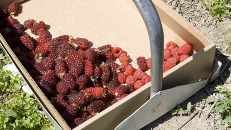 How to Plant, Grow, and Care for Tayberries