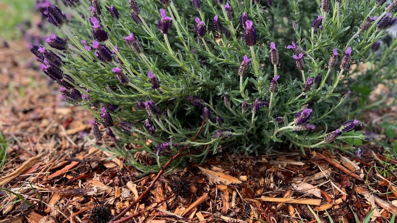 Is My Lavender Dead or Dormant?: How to Tell