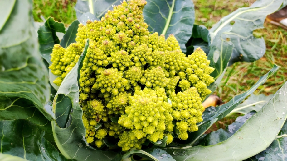 How to Plant, Grow, and Care for Romanesco Broccoli