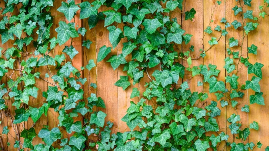 17 Types Of Ivy Plants You Should Know
