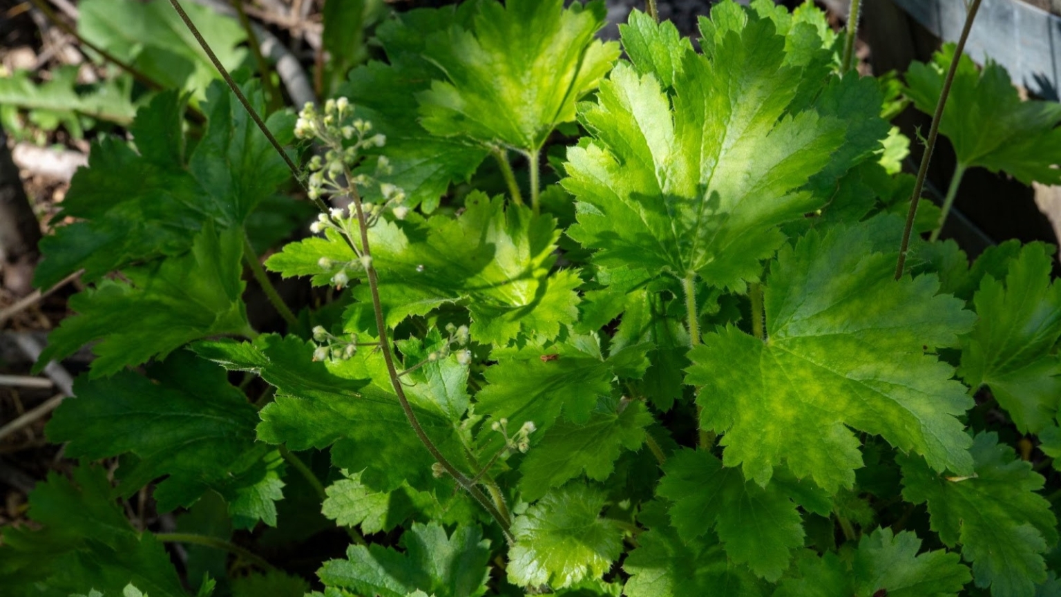19 Best Pollinator Plants for Shade