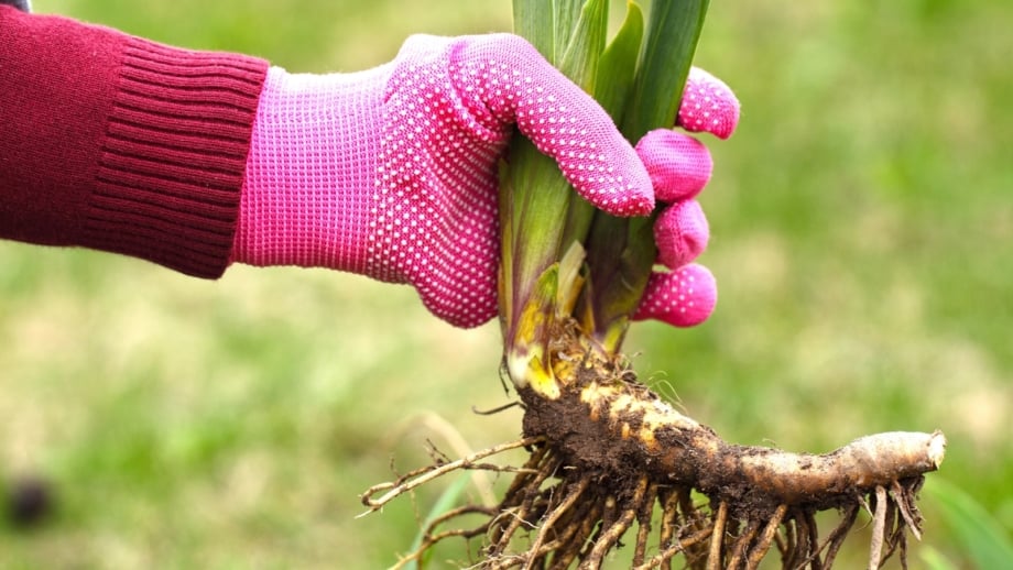 How to Divide and Replant Irises for Healthy Blooms