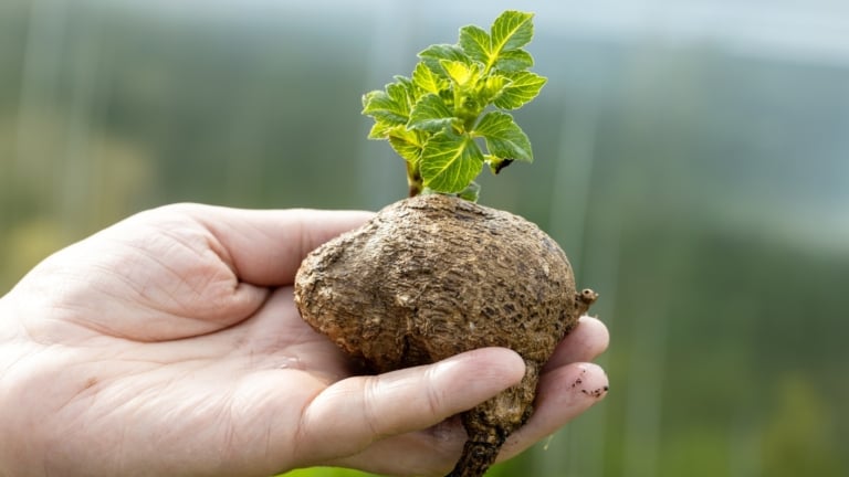 How and When to Wake Up Your Dahlia Tubers