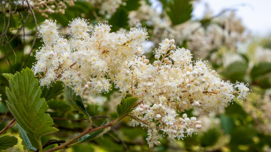 19 Best Pollinator Plants for Shade