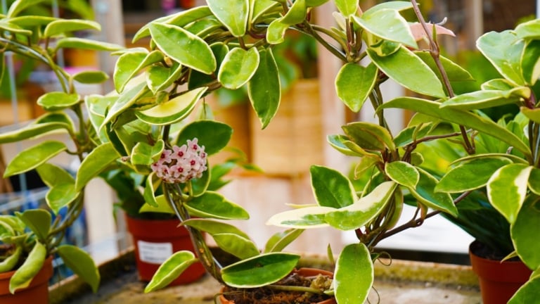 How to Plant, Grow, and Care For Hoya ‘Krimson Princess’
