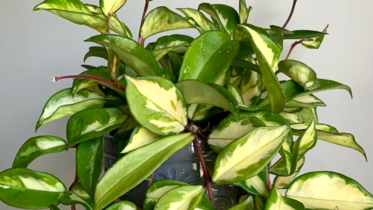 How to Plant, Grow, and Care For Hoya ‘Krimson Princess’
