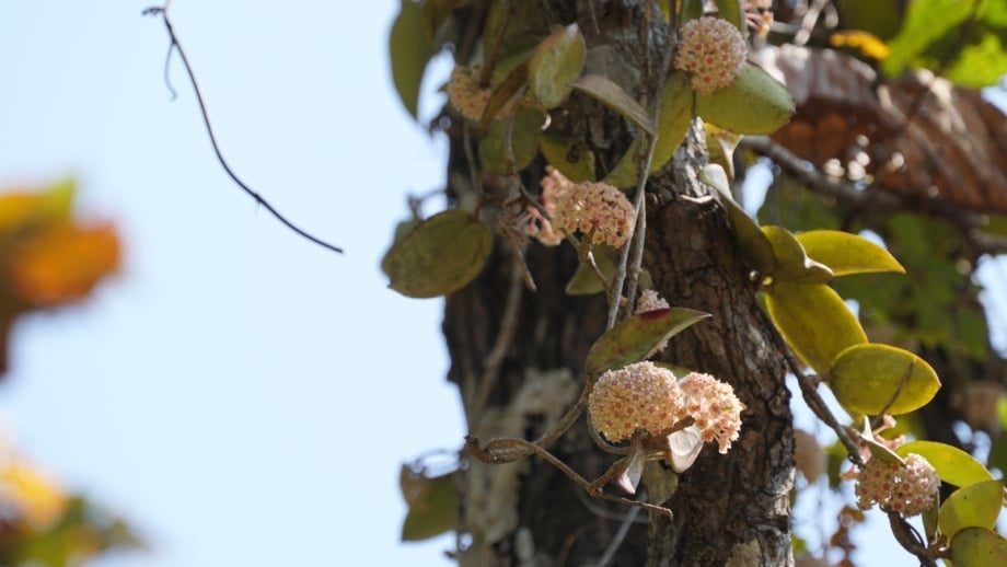Hoya Plant: How To Grow And Care For The Wax Plant - Epic Gardening
