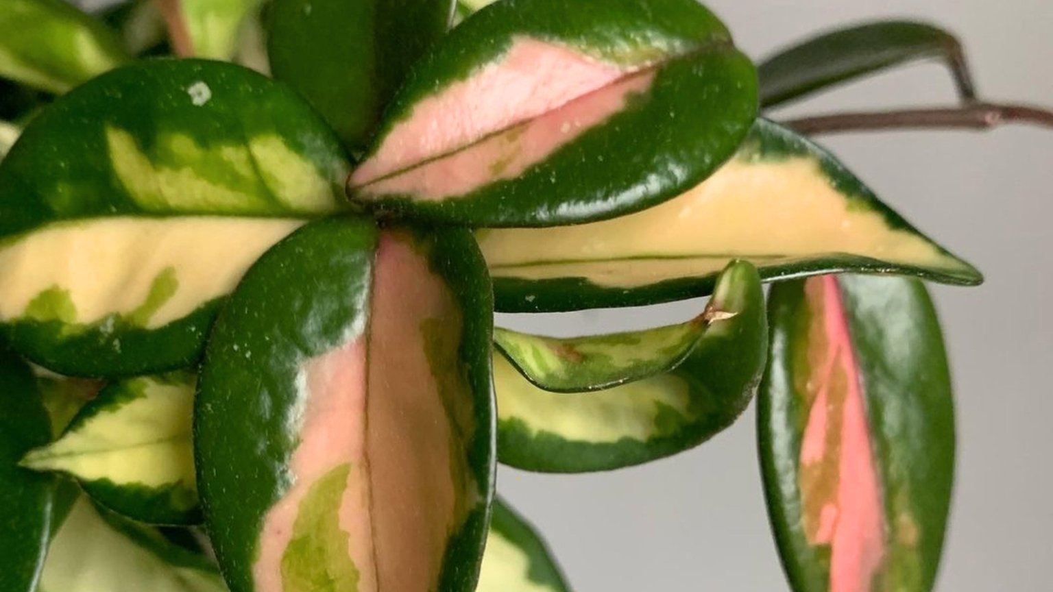 How to Plant, Grow, and Care For Hoya ‘Krimson Princess’