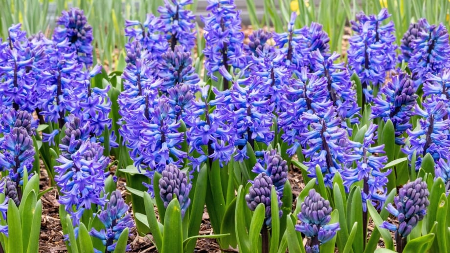 Don't Grow These 21 Plants In Your Landscape