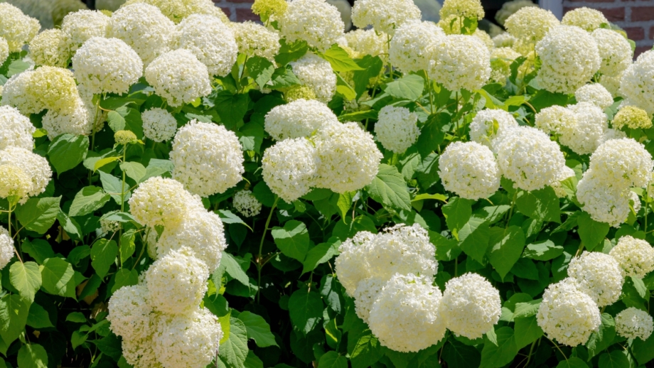 15 Plants You Should Prune in April: Tips for Your Zone