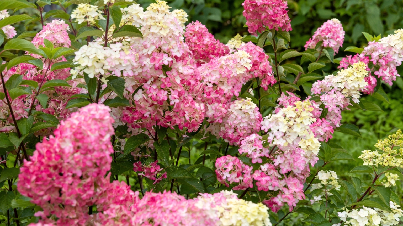 15 Plants You Should Prune in April: Tips for Your Zone