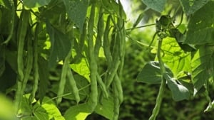 How to Plant, Grow, and Care for Green Beans