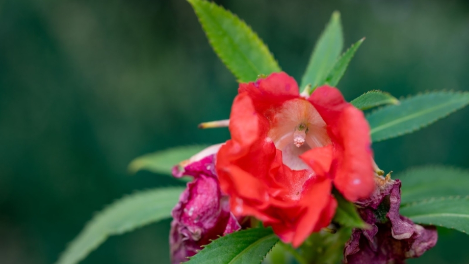19 Best Pollinator Plants for Shade