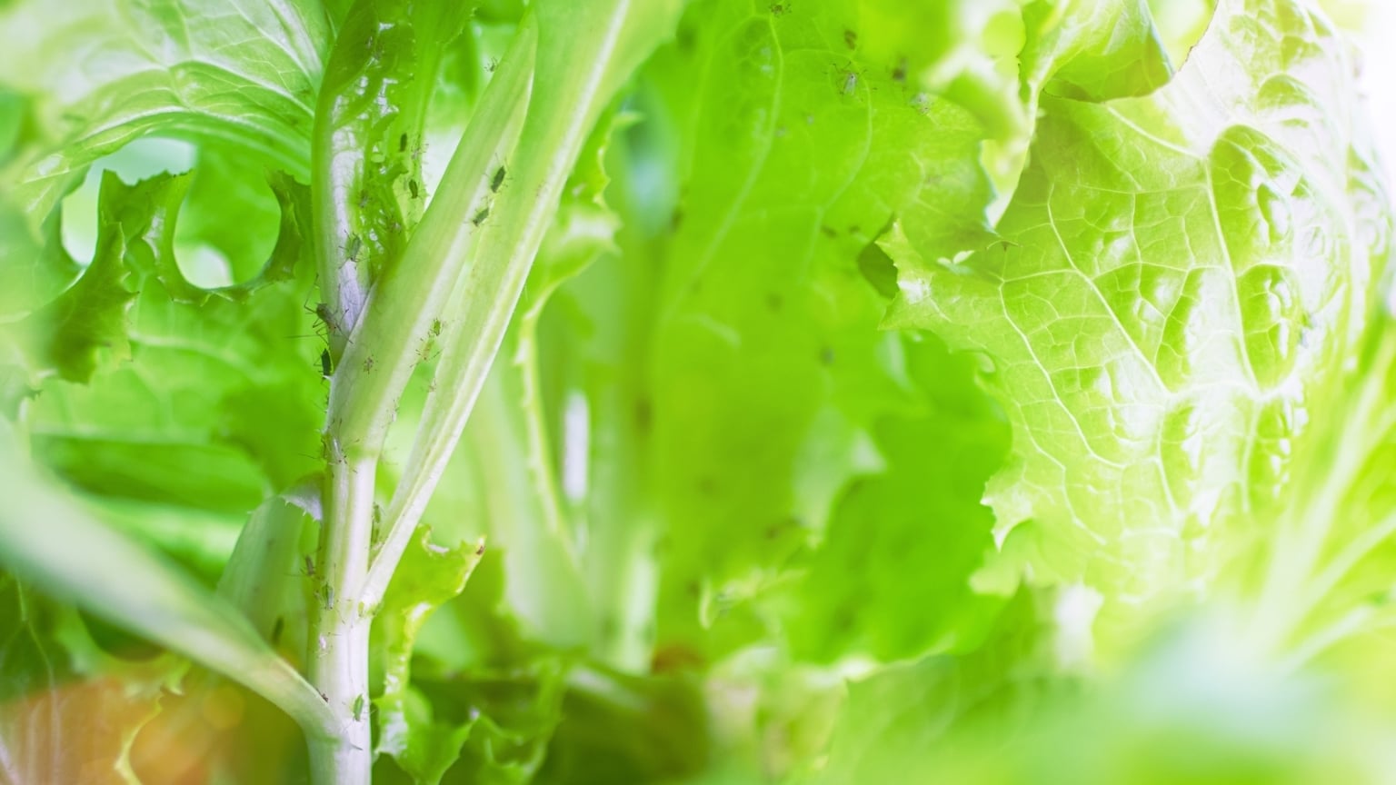 How to Fight Aphids on Lettuce: 7 Pro Grower Tips