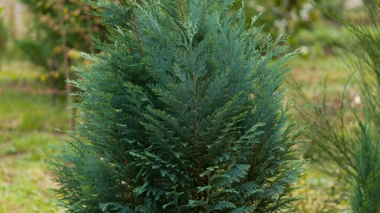 15 Best Trees for Small Yards