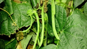 Pole Beans: Everything To Know About Growing Vertical