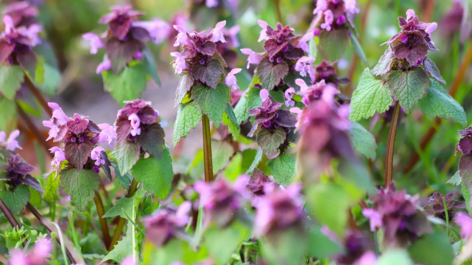 13 Common Spring Weeds to Pull Before They Establish