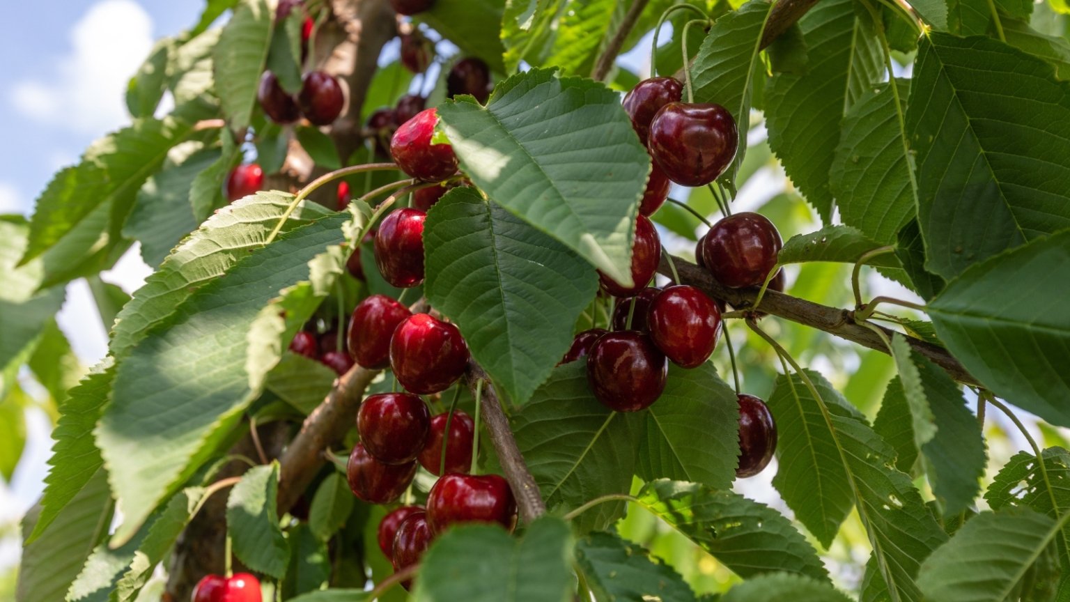 9 Most Delicious Cherry Varieties to Grow for Fresh Eating