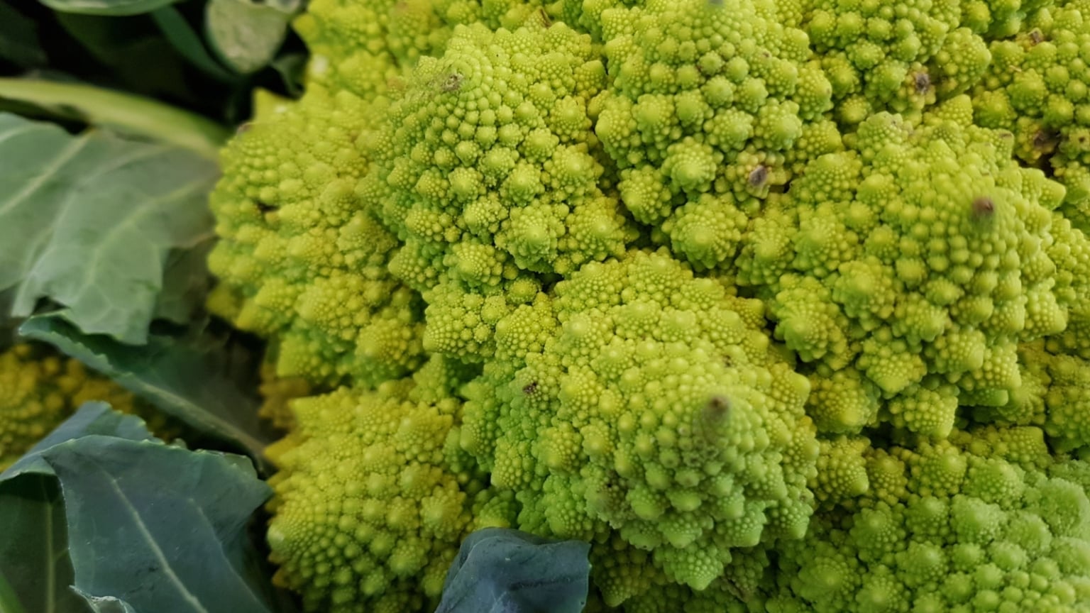 How to Plant, Grow, and Care for Romanesco Broccoli