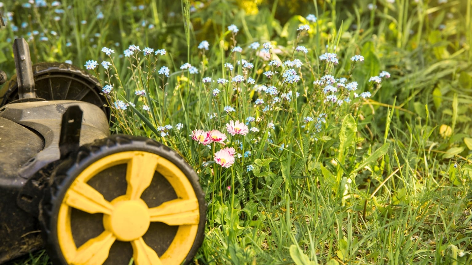 7 Ways to Attract More Bumblebees to Your Garden