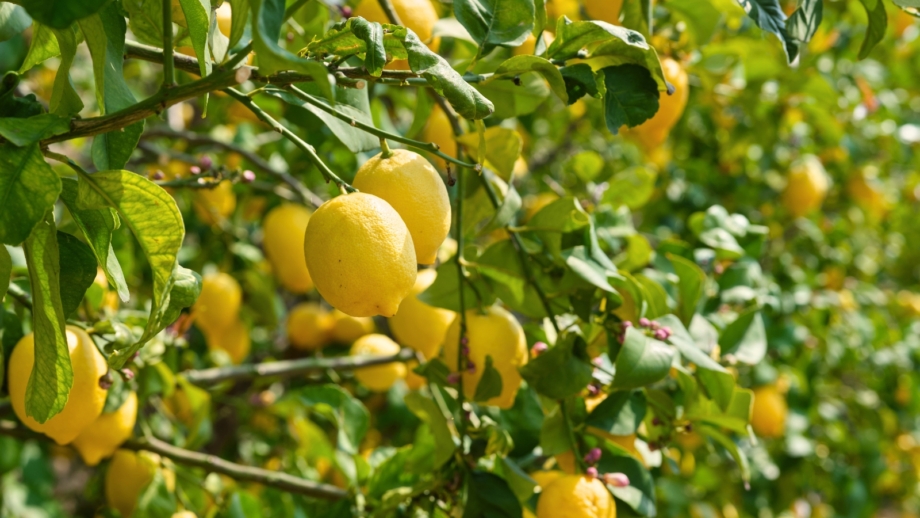 9 Best Fruit Trees to Grow for Beginners