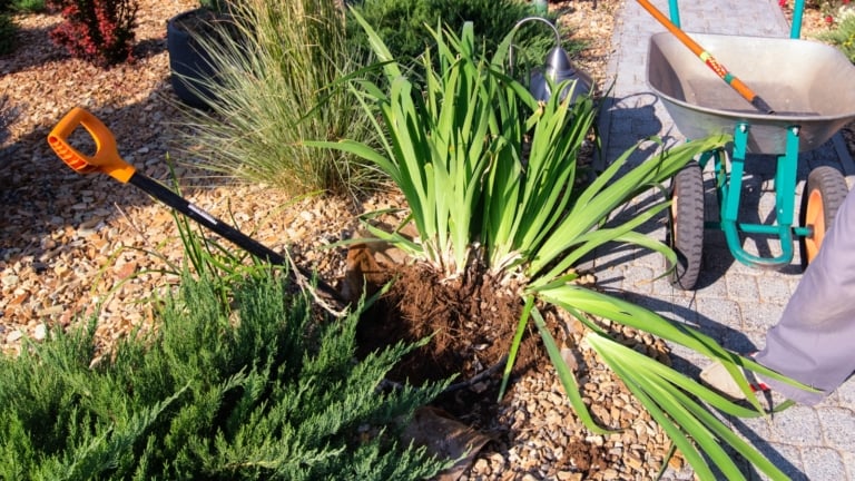 How to Divide and Replant Irises for Healthy Blooms