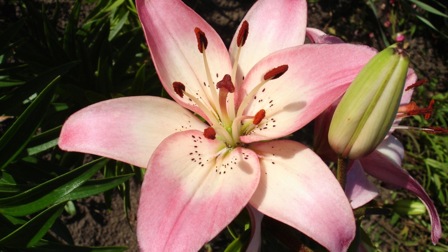 11 Focal Point Cutting Garden Flowers We're Planting in April