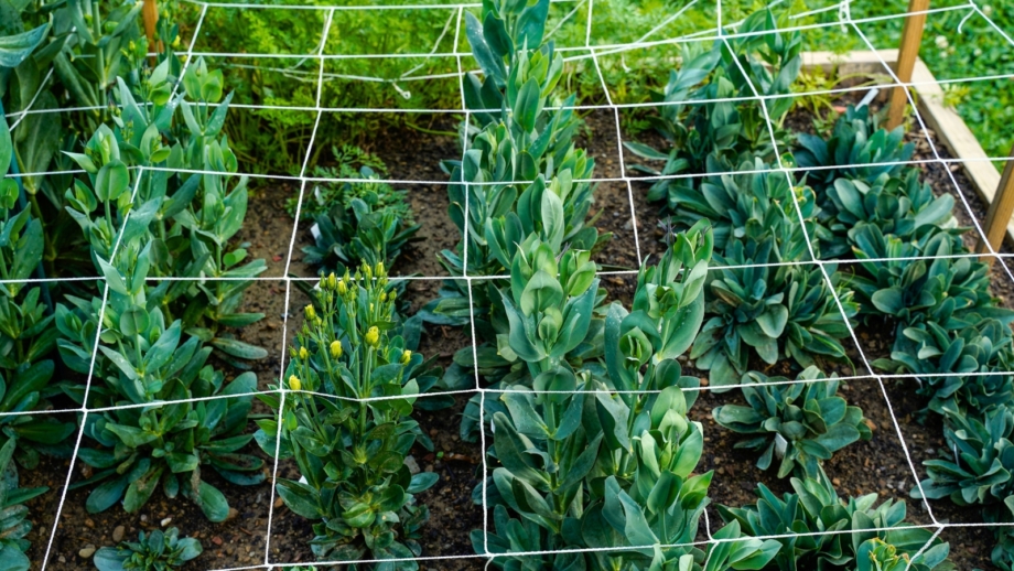 9 Flowers You Should Stake Before They Bloom