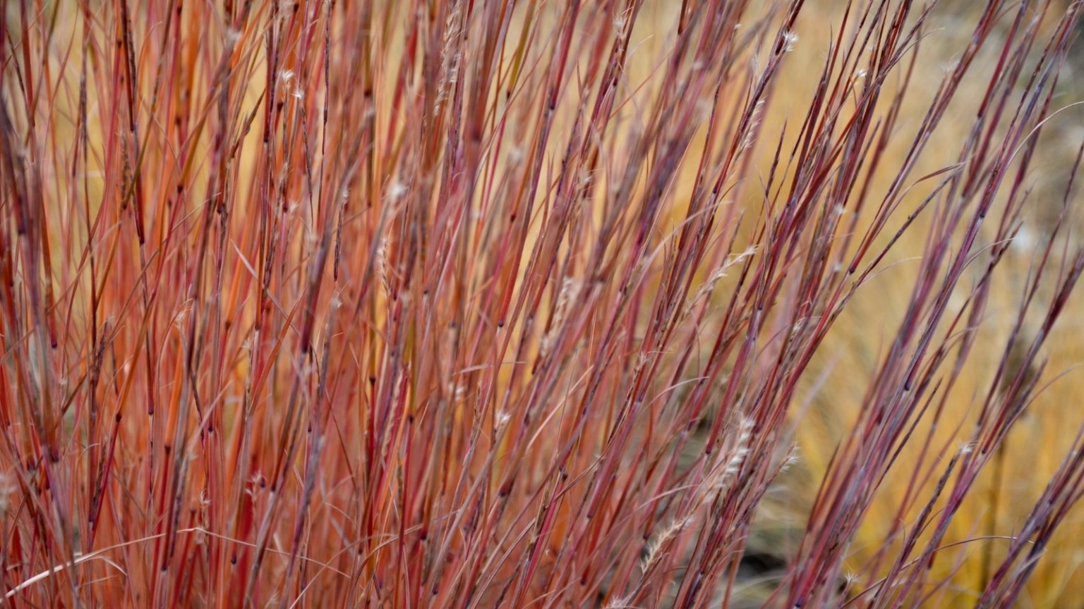 15 Colorful Ornamental Grasses That Look Good All Season