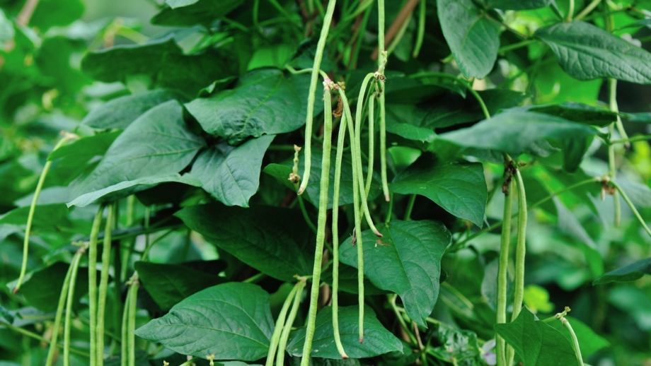 How to Plant, Grow, and Care for Green Beans