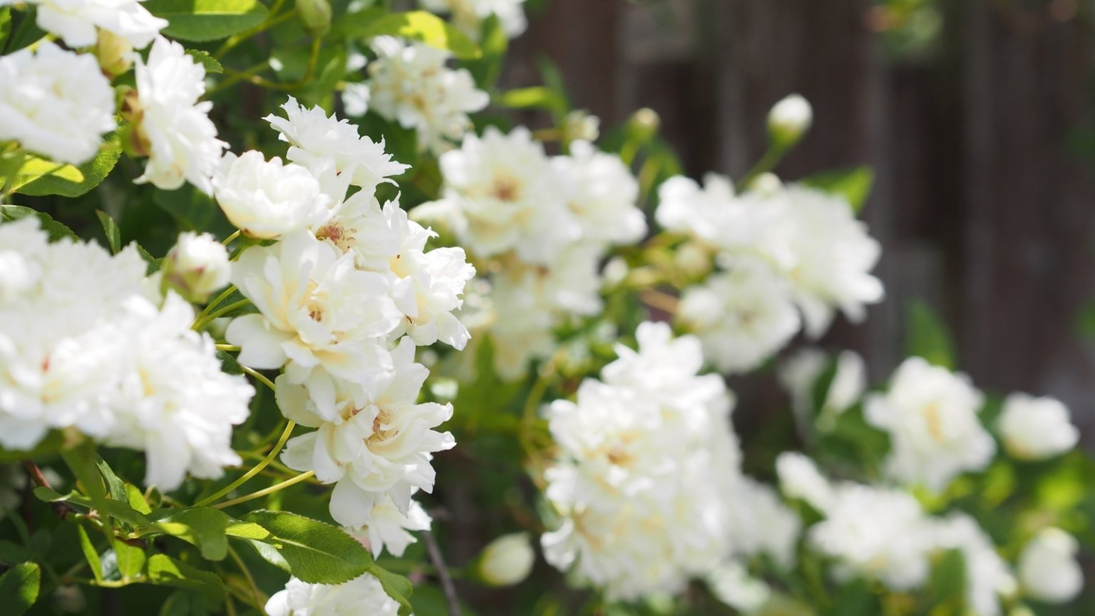 7 Tips for Growing Climbing Roses in Pots and Containers