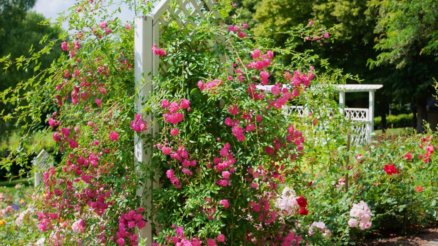 7 Tips for Growing Climbing Roses in Pots and Containers