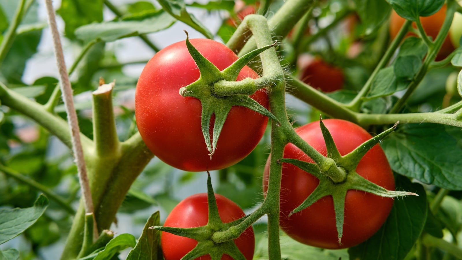 11 Dwarf Tomato Varieties You Can Grow Anywhere