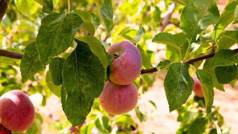 28 Different Types of Apple Tree Varieties to Grow This Season