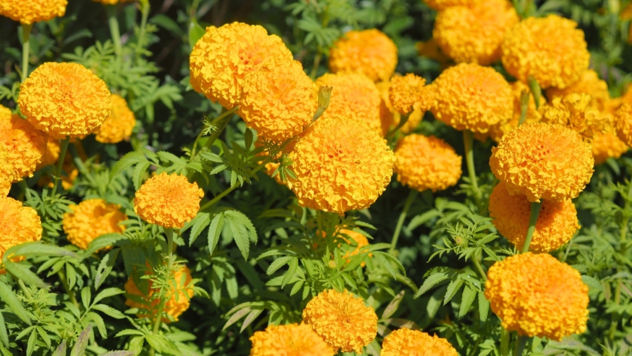 Pinching in the Cutting Garden: How to Get Maximum Blooms